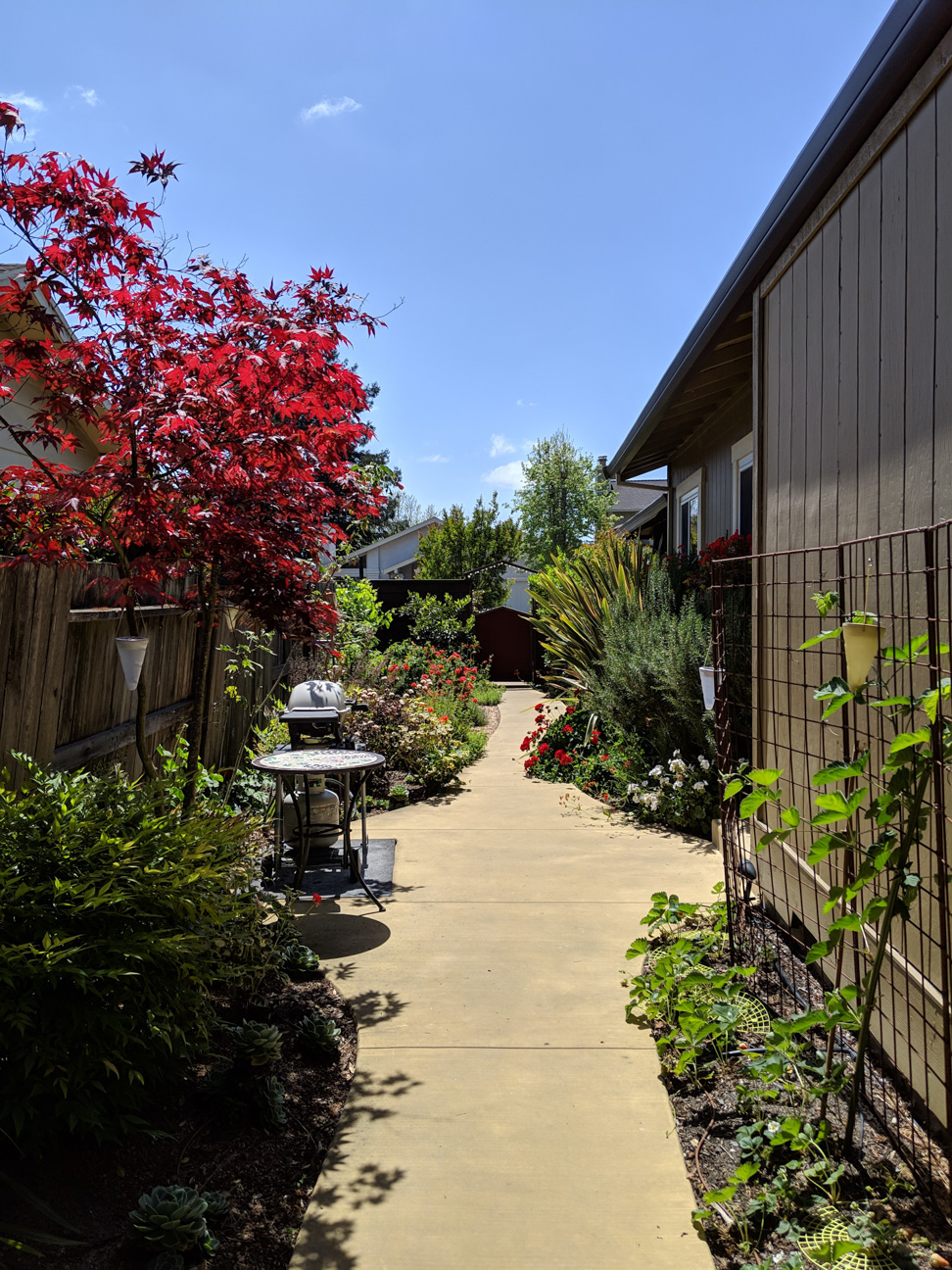 Garden for Retirement - Greenspace Landscape Design in Sonoma County